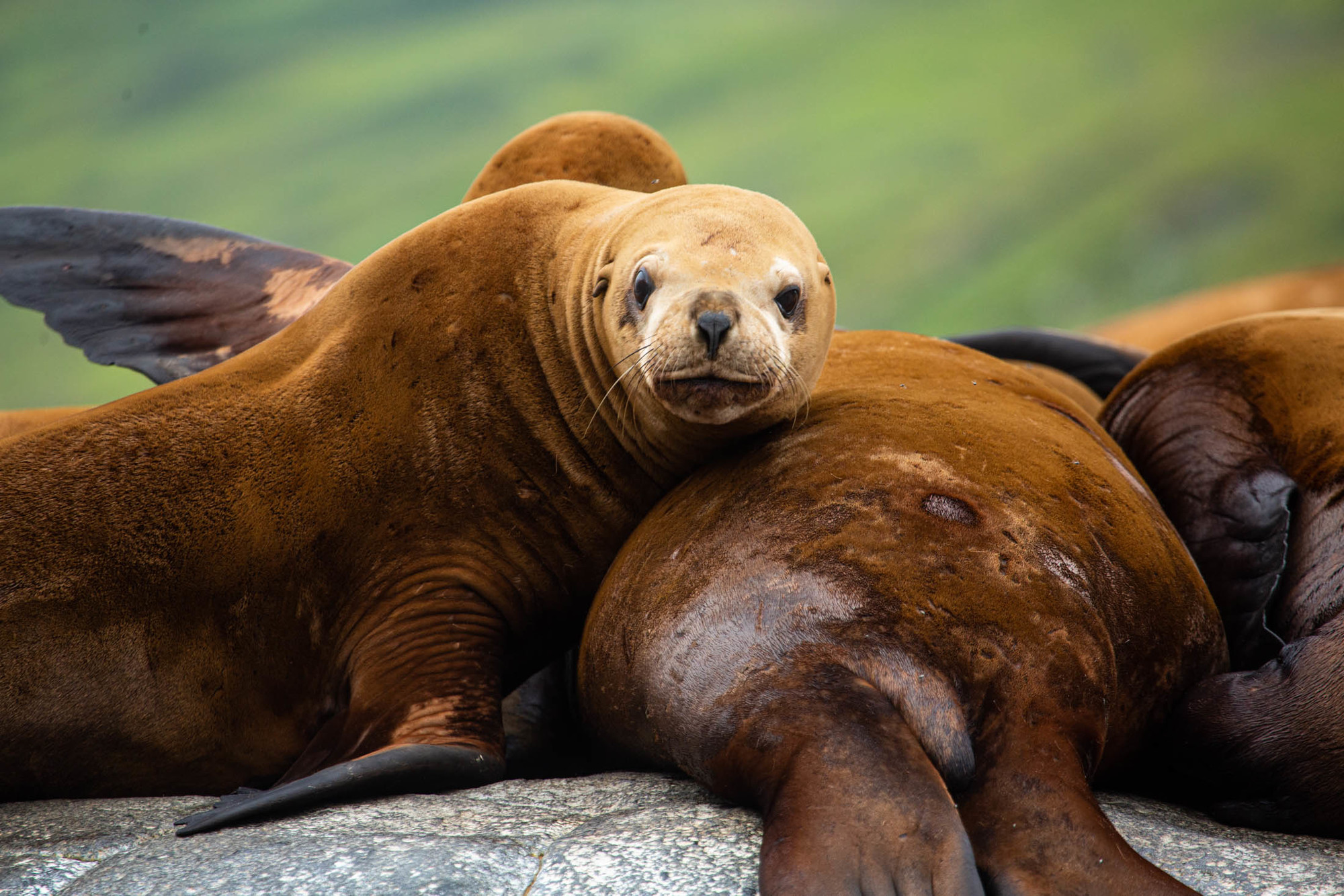 Cruise through all the islands of the Kuril Ridge
