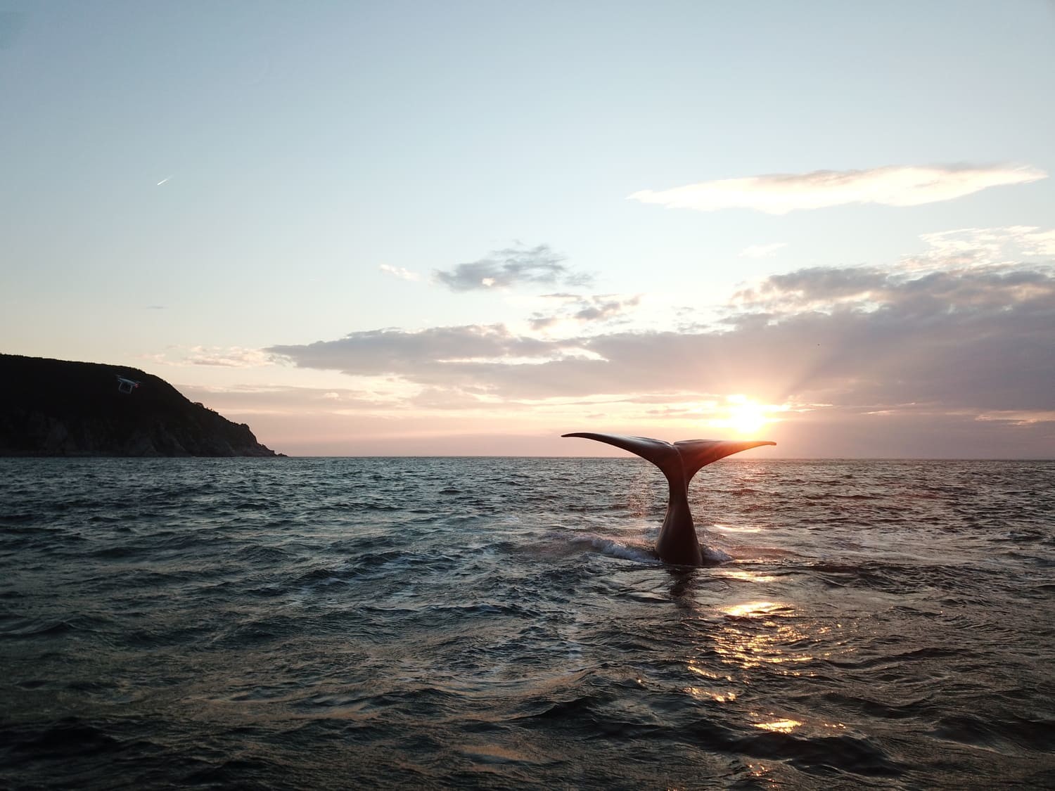 Whale Watching Tour — Shantar Islands | Book Online