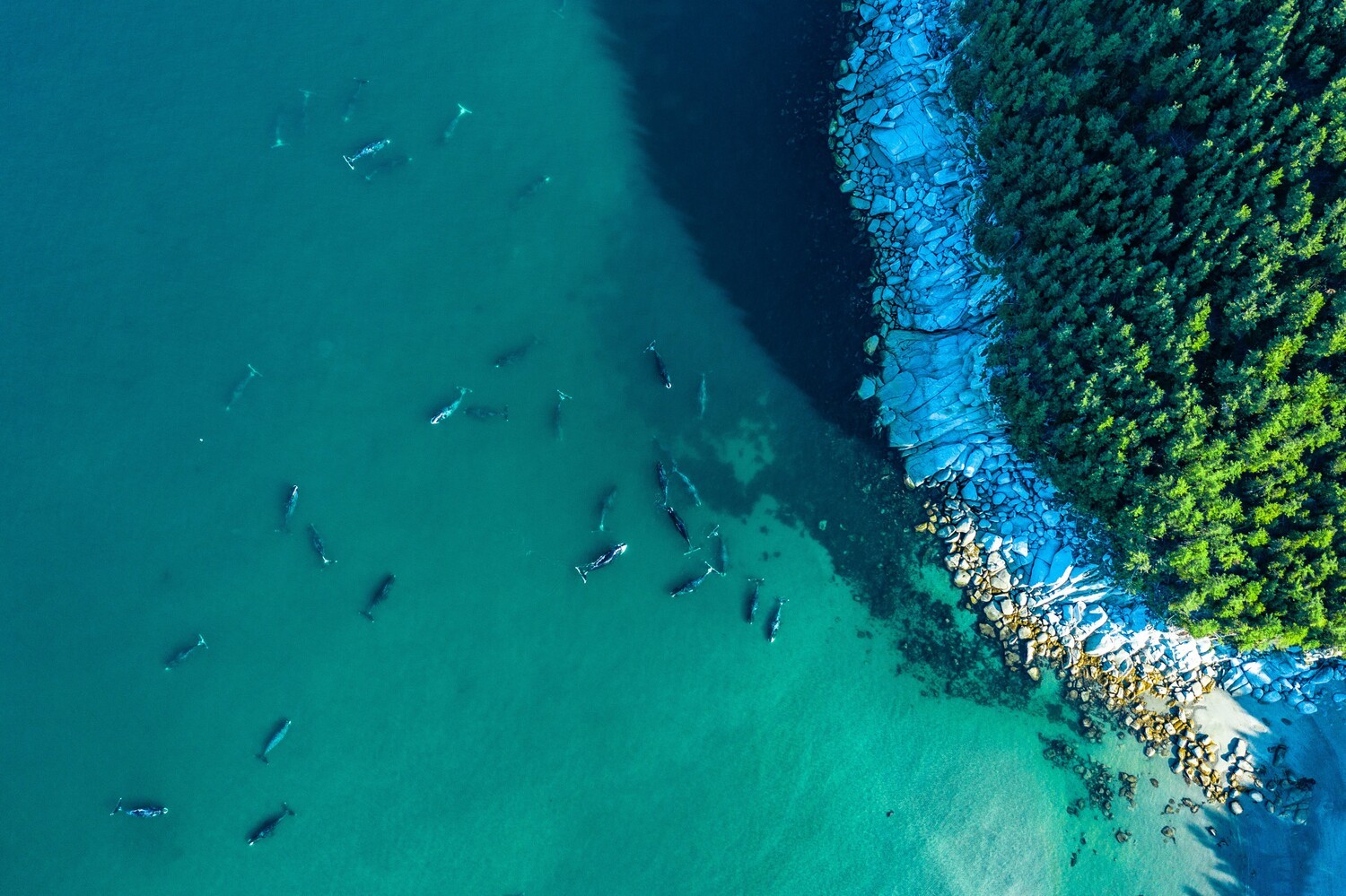 Whale Watching Tour — Shantar Islands | Book Online