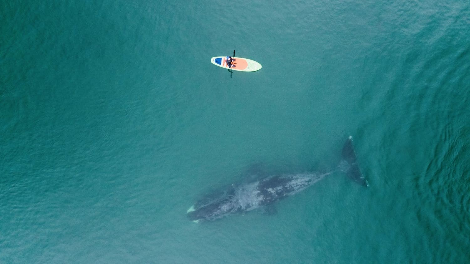 Whale Watching Tour — Shantar Islands | Book Online