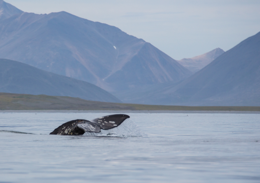 Wrangel Island Russia: Guide with Sublime Photos | RussiaDiscovery.com
