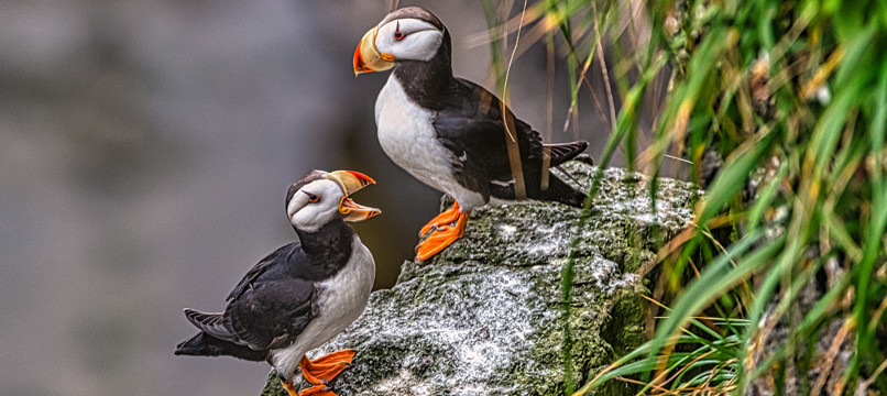 The Commander Islands Travel 2024 | ️ Book Adventure Tour Online