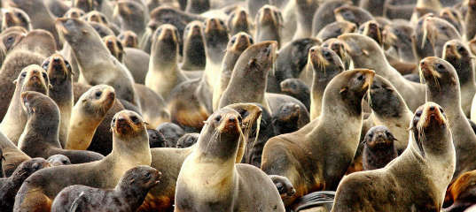 Commander Islands Tours 2021 | ⏱ Book Adventure Trip Online