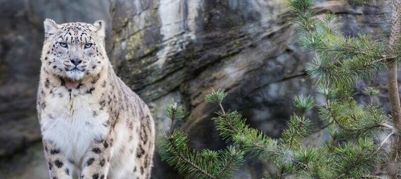 Wild animal watching in Altai