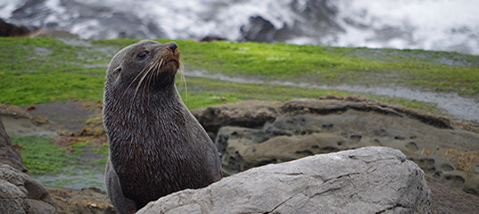 Tour to the Commander Islands in 2020